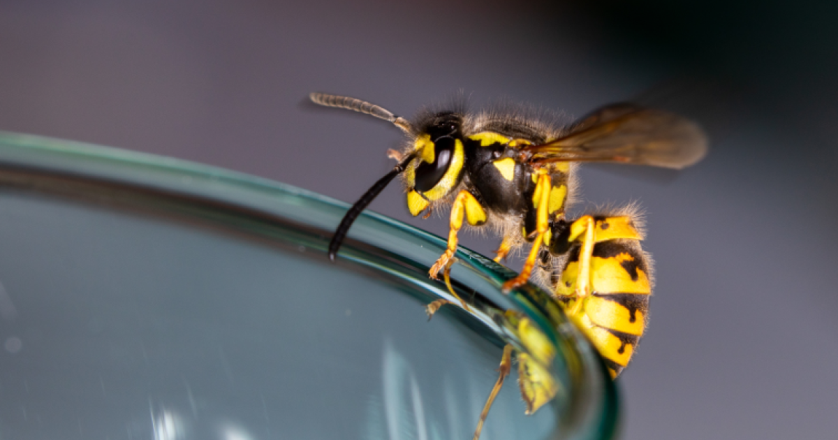 Ennek a hétköznapi rovarnak egyetlen csípése is halálos lehet egy ...