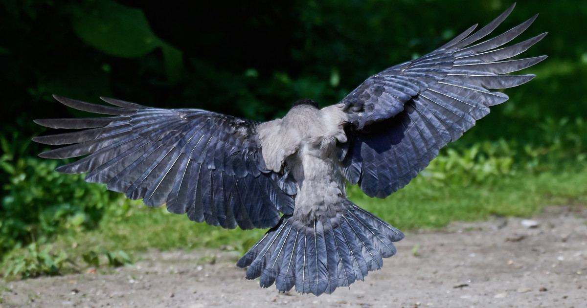 Budapesten agresszívan megtámadhat ez a madár, és bár nehezen, de így meg tudod védeni magad
